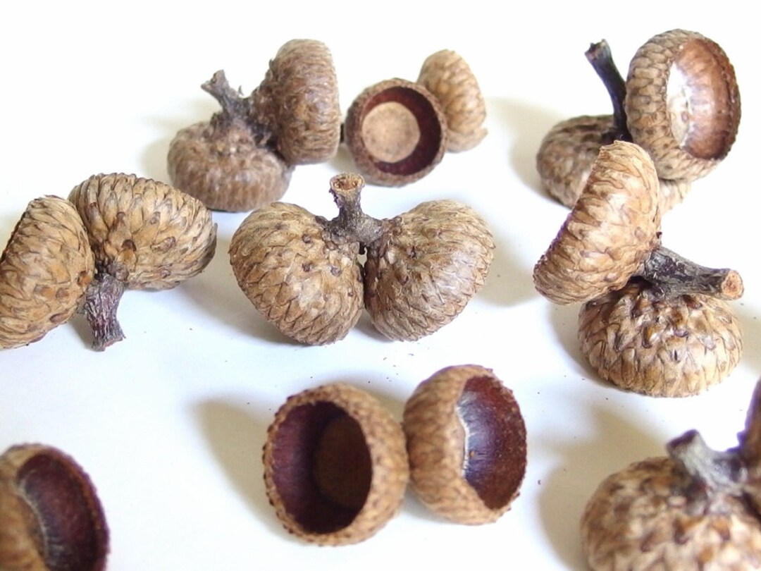 25 DOUBLE Unfinished Oak Acorn Caps V14 - Etsy