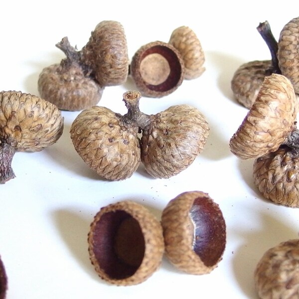 Acorn Caps - Etsy