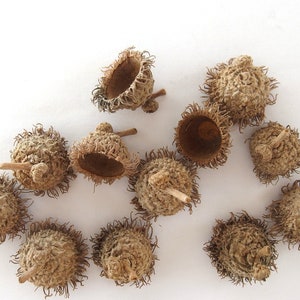 22 FANCY MEDIUM Very Long Fringed Bur Oak Acorn Caps, Eyelash Fringe ...