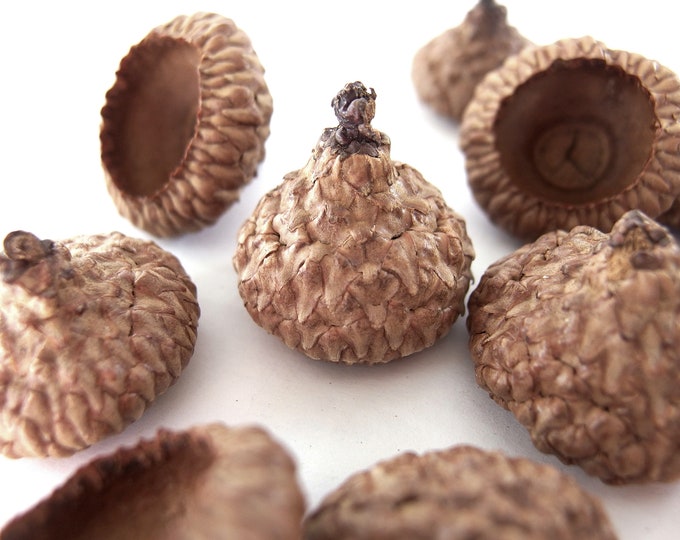 24 Unfinished MEDIUM Oak Acorn Caps, 24M Unk - Etsy