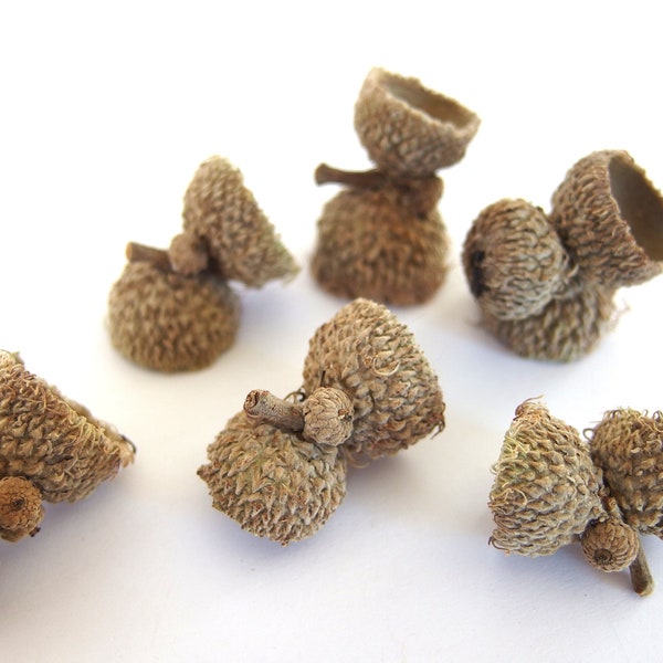 Acorn Caps - Etsy