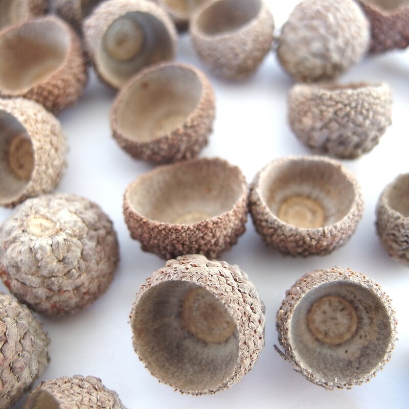 Acorn Caps - Etsy