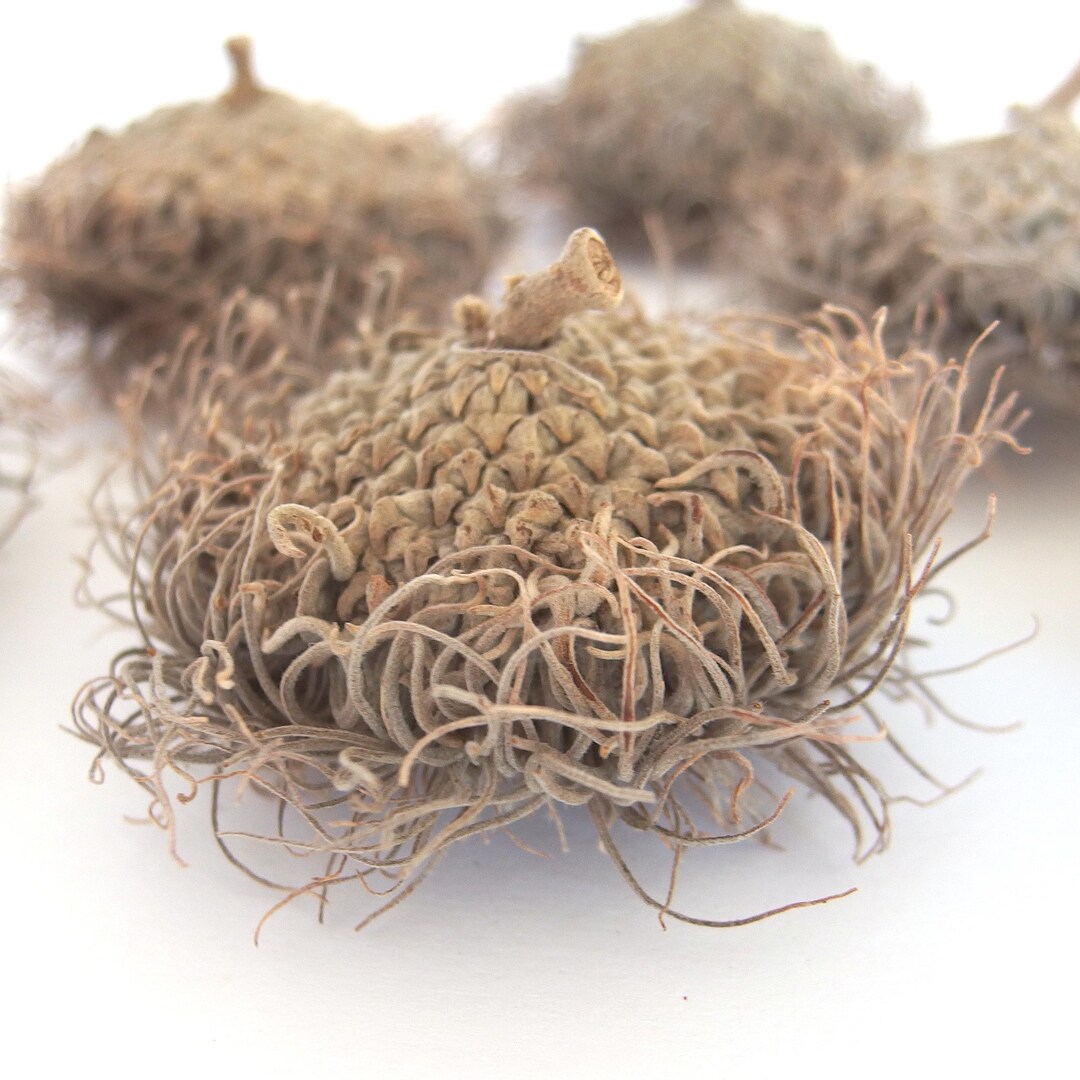 12 LARGE Very Long Fringed FLAT Bur Oak Acorn Caps, Eyelash Fringe ...