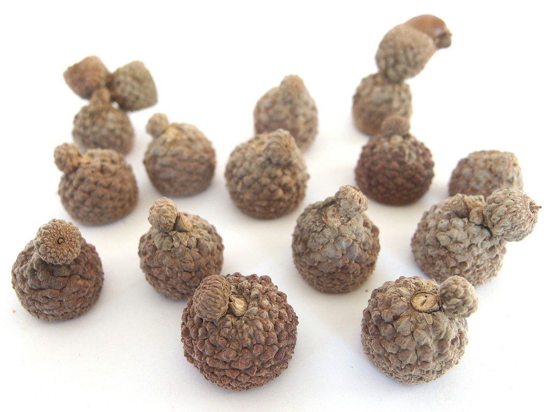 12 MEDIUM FANCY Oak Acorn Caps, Valley Oak Tops From California ...