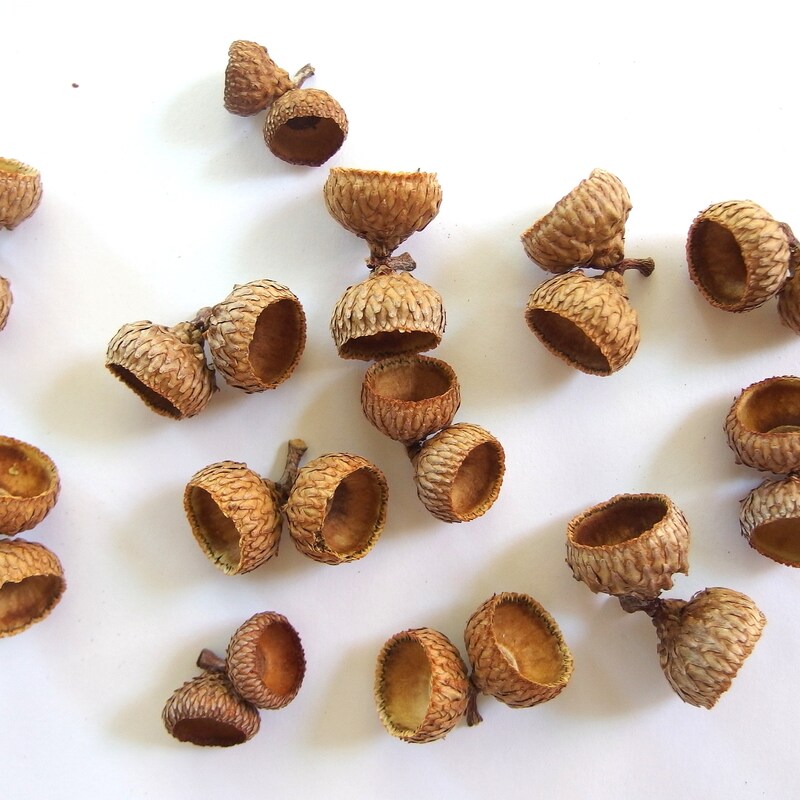 Acorn Caps - Etsy