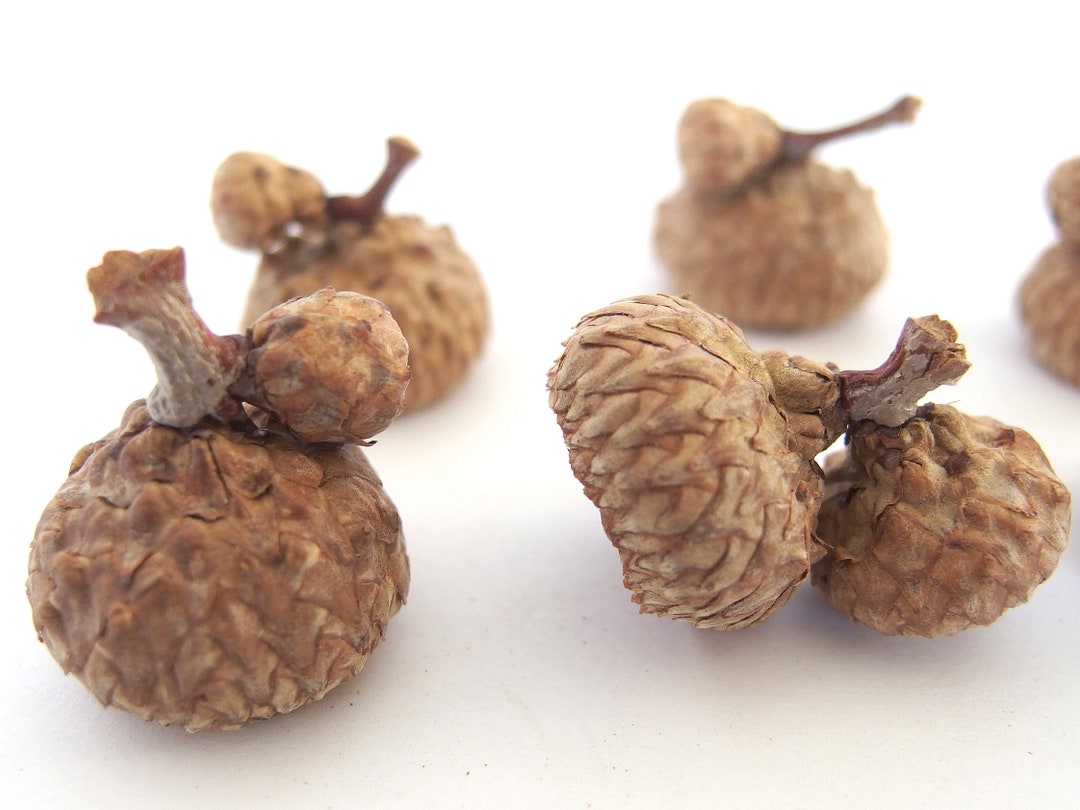 5 Unfinished LARGE FANCY Oak Acorn Caps, Cr20w - Etsy
