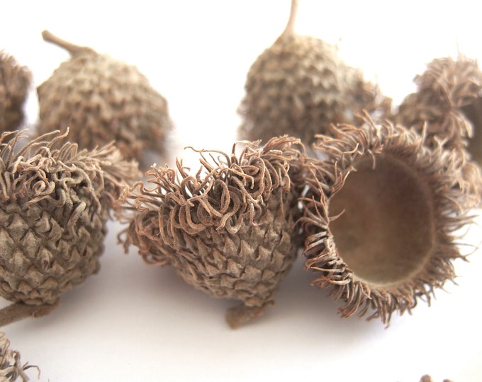 32 MEDIUM Long Fringed Bur Oak Acorn Caps, Eyelash Fringe Mossy Cup ...