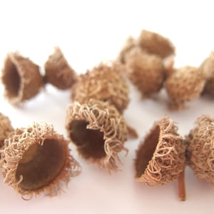 12 MEDIUM DOUBLE Bur Oak Acorn Caps, Mossy Cup, SBN23 12M Dbl - Etsy