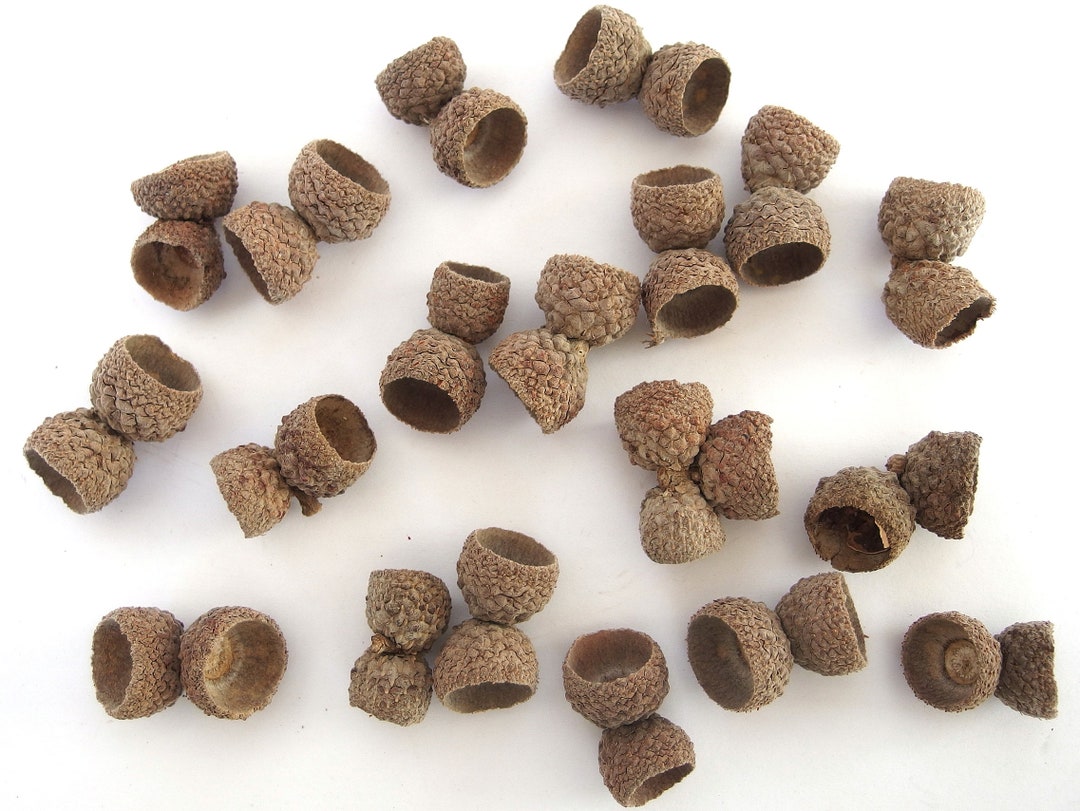15 MEDIUM DOUBLE Oak Acorn Caps, Valley Oak Tops From California ...