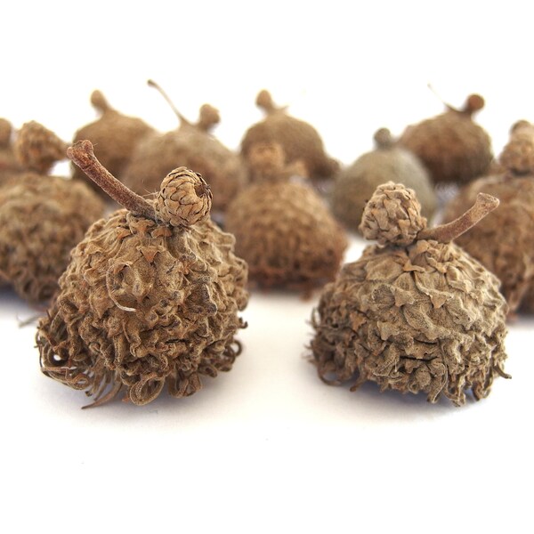 Acorn Caps - Etsy