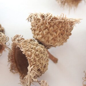 12 MEDIUM DOUBLE Bur Oak Acorn Caps, Mossy Cup, SBN23 12M Dbl - Etsy