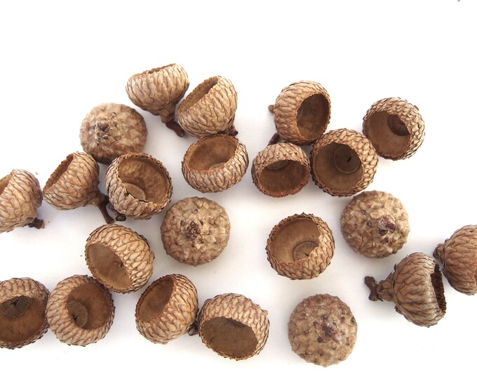 20 Acorn Caps - EXTRA SMALL Size, CR20W 20S - Etsy