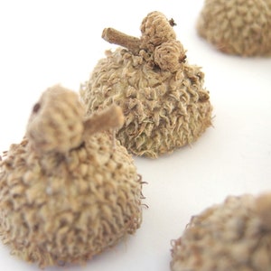 Mixture Unfinished MEDIUM Oak Acorn Caps, 12 Plain, 2 Doubles, 2 Fancy ...