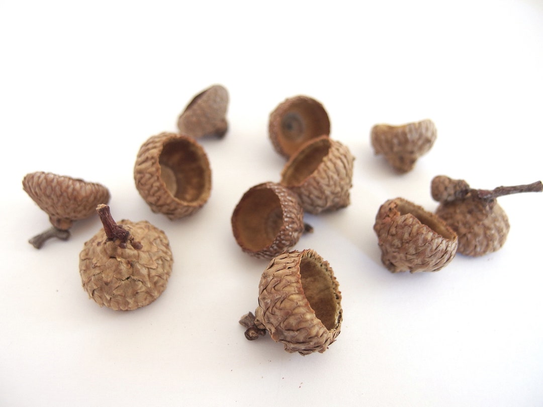 50 Unfinished MEDIUM Oak Acorn Caps, CR20W 50M - Etsy