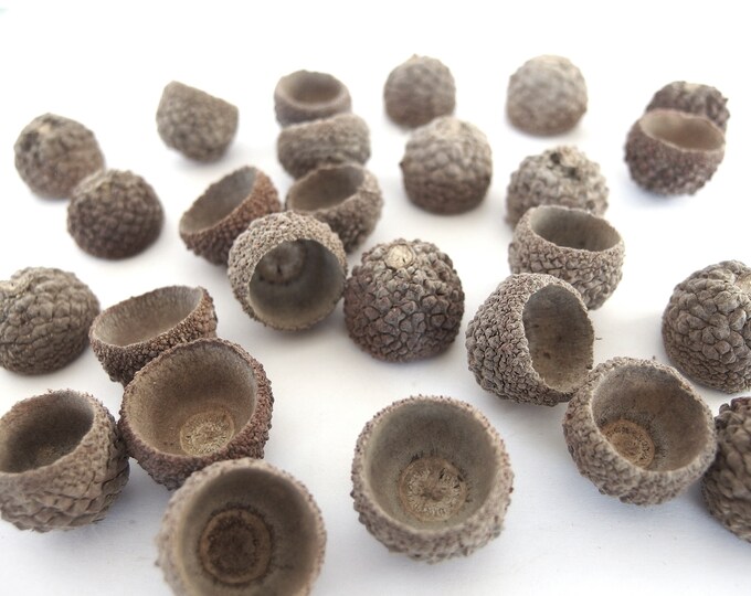 25 LARGE Acorn Caps, Valley Oak Tops From California, Quercus Lobata ...