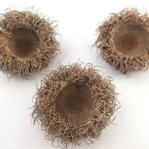 9 MEDIUM Extra Long Fringed FLAT Bur Oak Acorn Caps, Eyelash Fringe ...