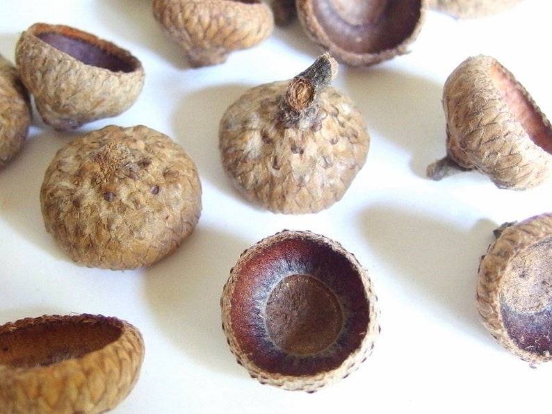 50 Unfinished MEDIUM Oak Acorn Caps H14 | Etsy