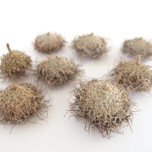 14 SMALL Sized Unfinished, Extra Long Fringed Large FLAT Bur Oak Acorn ...