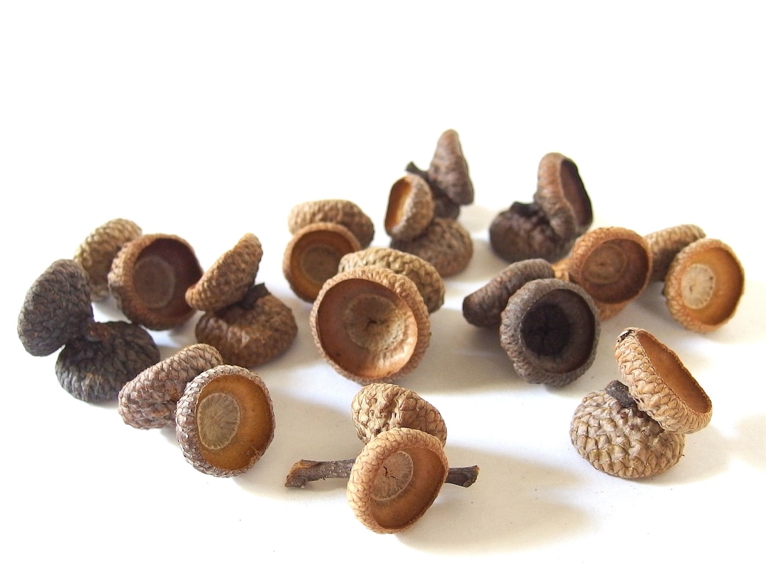 25 DOUBLE Unfinished Oak Acorn Caps V18 - Etsy
