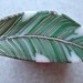 Tutorial - Polymer Clay Palm Tree Cane - Etsy