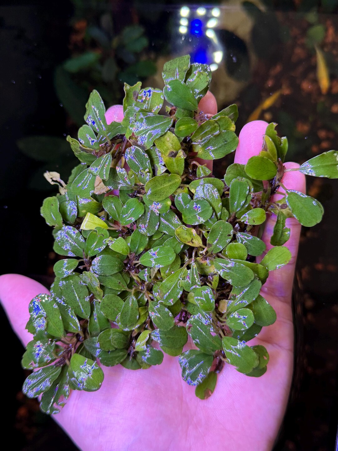 Aquarium Plants | Bucephalandra Melon (clump Type) - Etsy