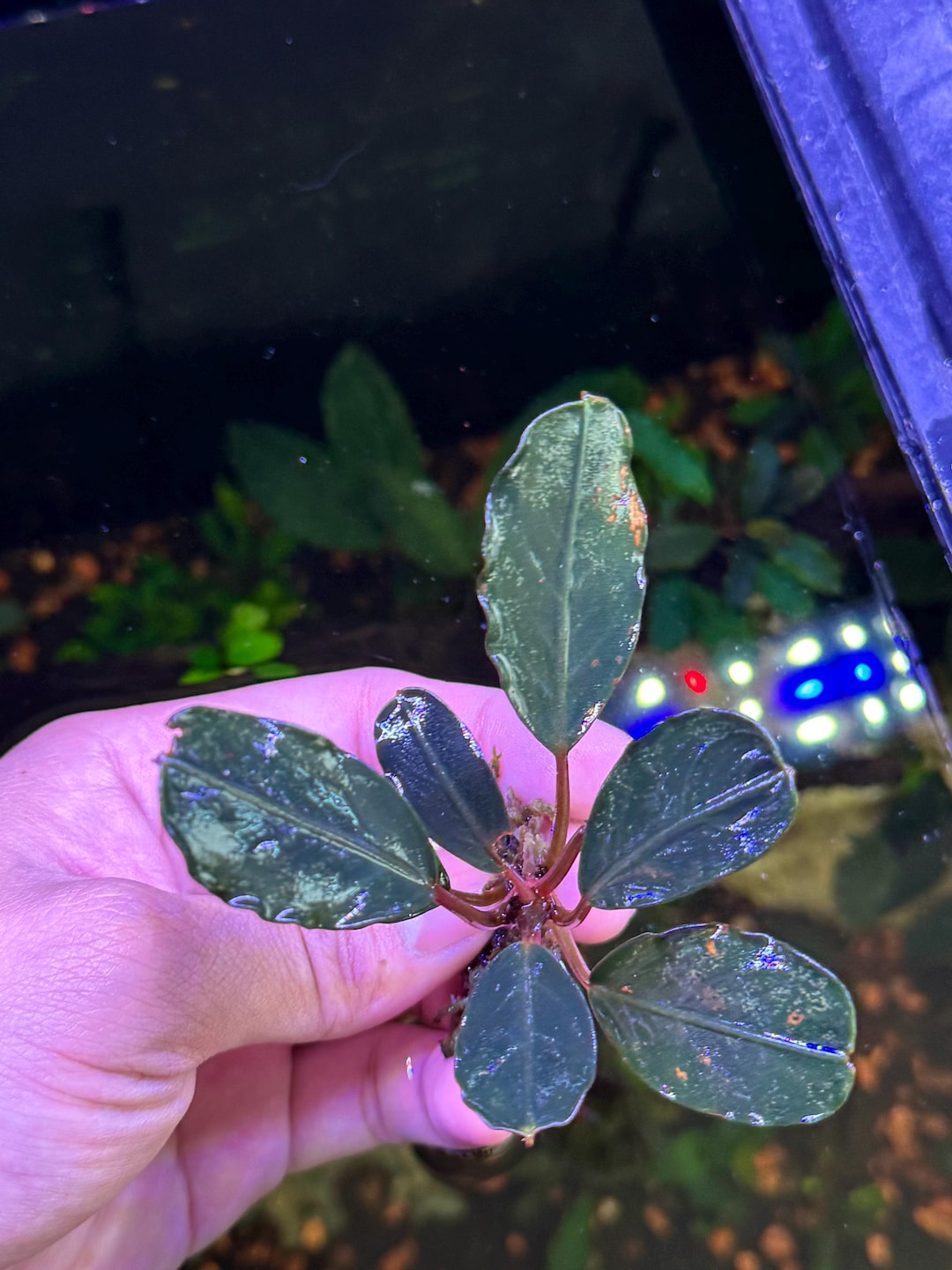Aquarium Plants | Bucephalandra Red Under - Etsy