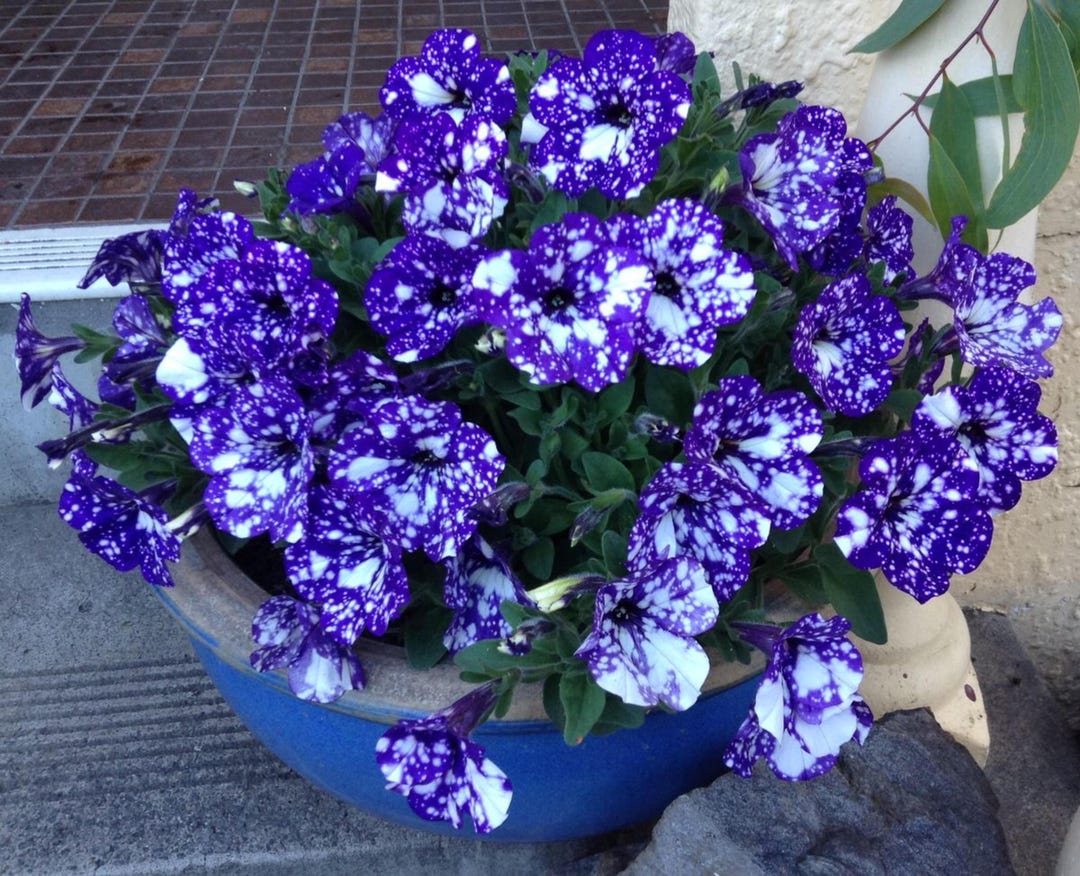 Starry Sky Petunia Seeds – Night Sky Blue Flowers - Etsy