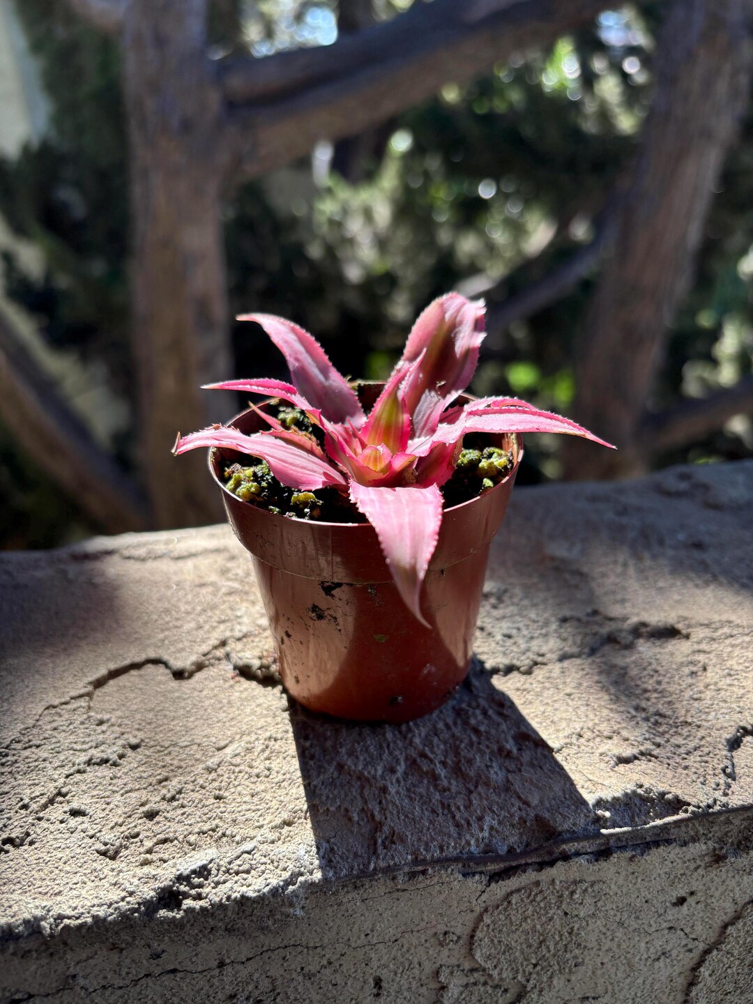 Earth Star Ruby Plant - Etsy