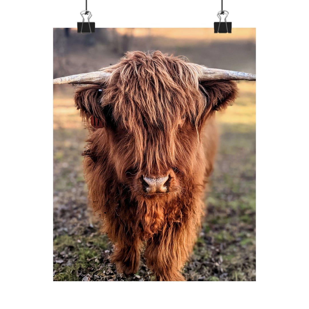 Highland Cow Matte Vertical Posters - Etsy
