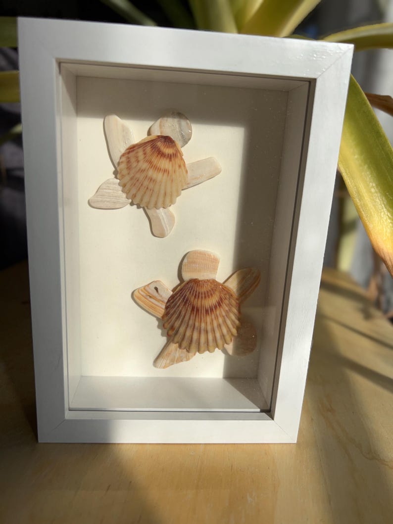 Shell Flower in Shadow Box Frame Jingle Shells Perfect for From Beachy ...