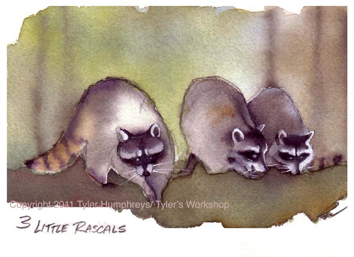 Raccoon Art Raccoon Print Watercolor Raccoons Illustration - Etsy