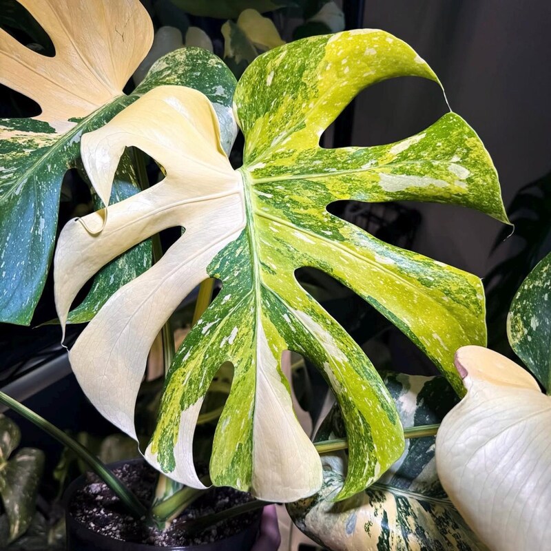 Variegated Monstera - Etsy