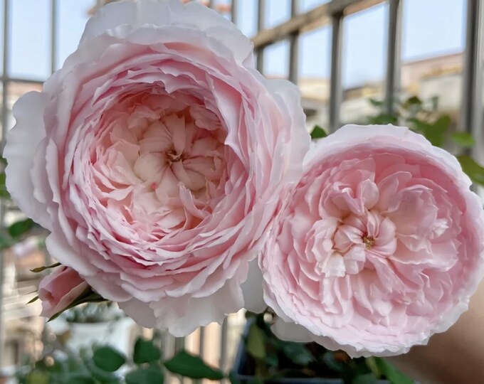 Japanese Wabara Tree Rose - Misaki (3' Tall) - Etsy