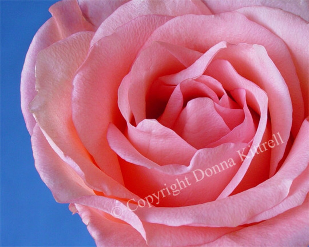 Feminine Pink Rose Photograph, Gifts for Her, Valentine's Day Gift ...