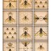 Bee Illustrations . Digital Collage Sheet 185 . Vintage Beekeeping Text ...