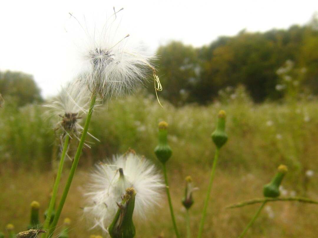 A Glimpse of Dandelions - Etsy