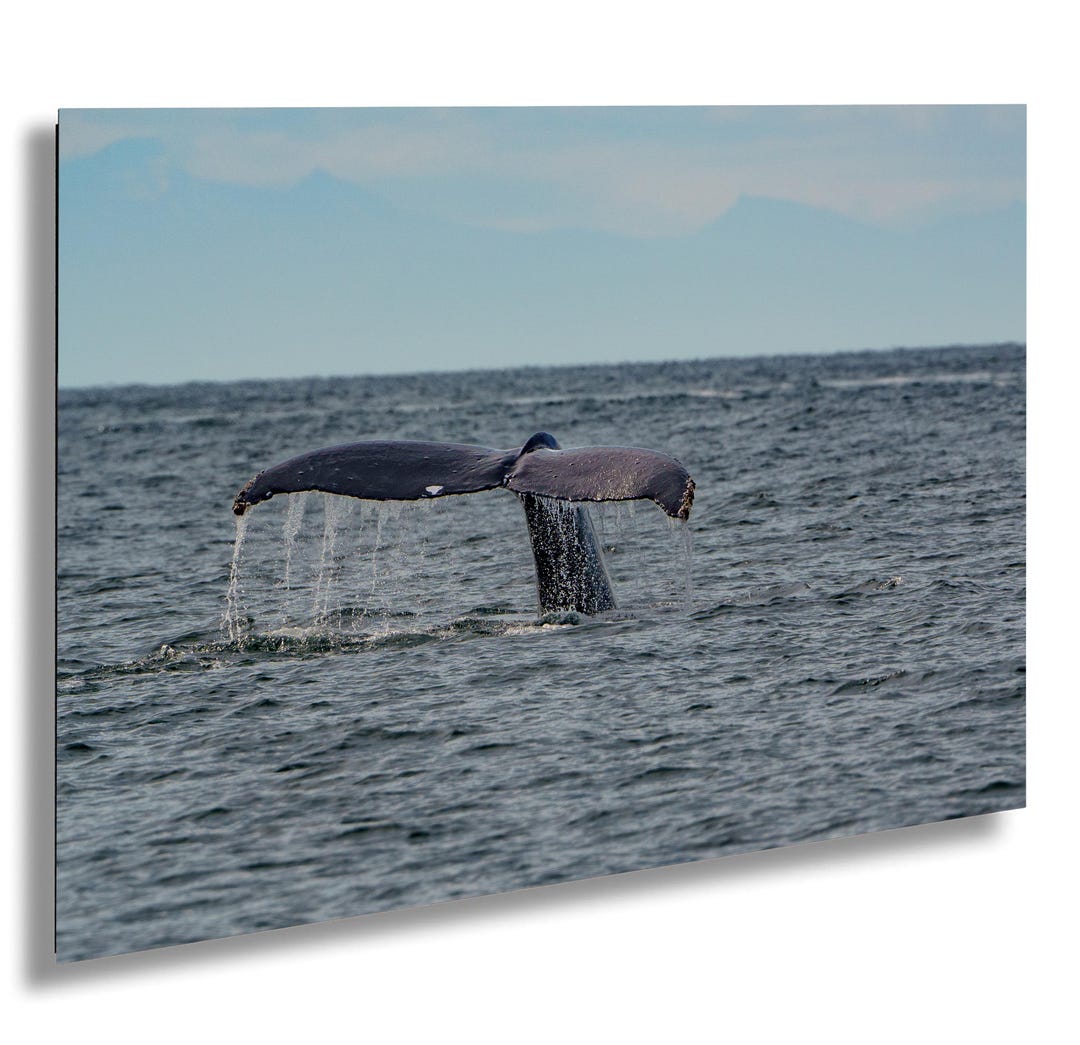 A Majestic Goodbye: the Final Whale Tail - Etsy