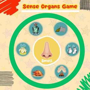 Sensory Organs Game,five Senses Activity, Preschool,kindergarten,busy ...