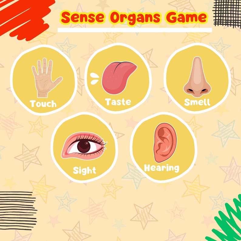 Sensory Organs Game,five Senses Activity, Preschool,kindergarten,busy ...