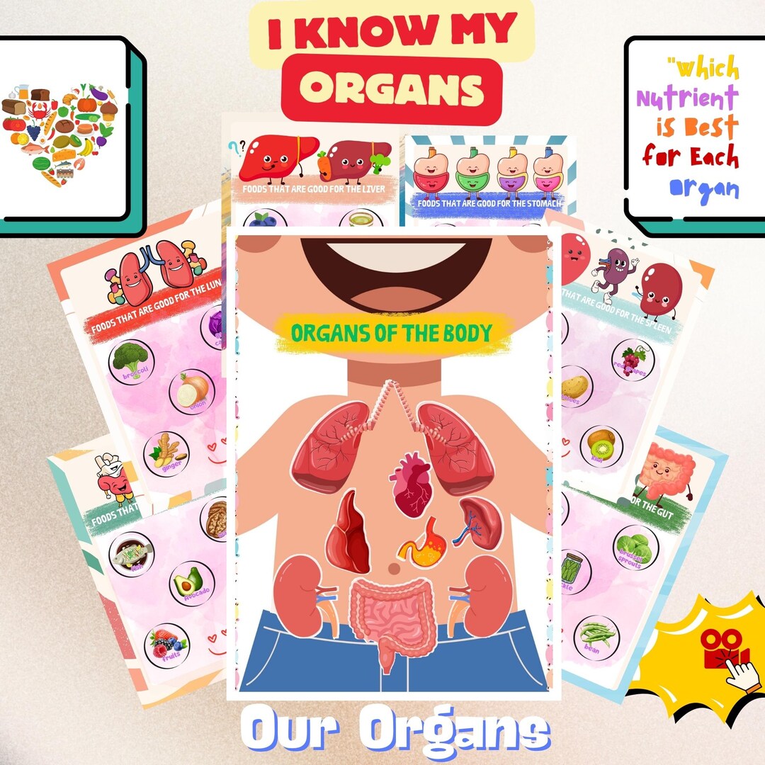 Preschool Body Organs Matching Activity for Kids, Our Organs and Their ...