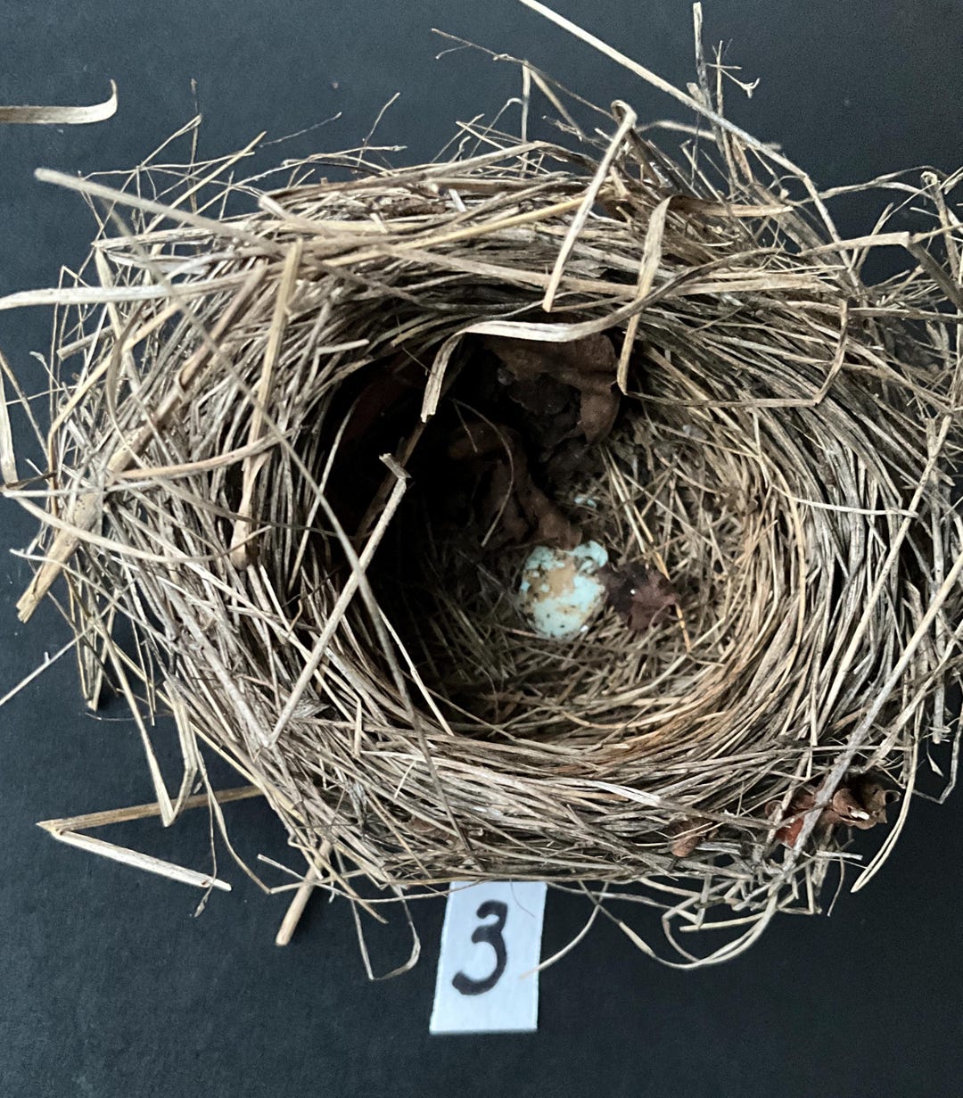 Dried Grass Bird Nest With Hatched Blue Egg Remains - Etsy