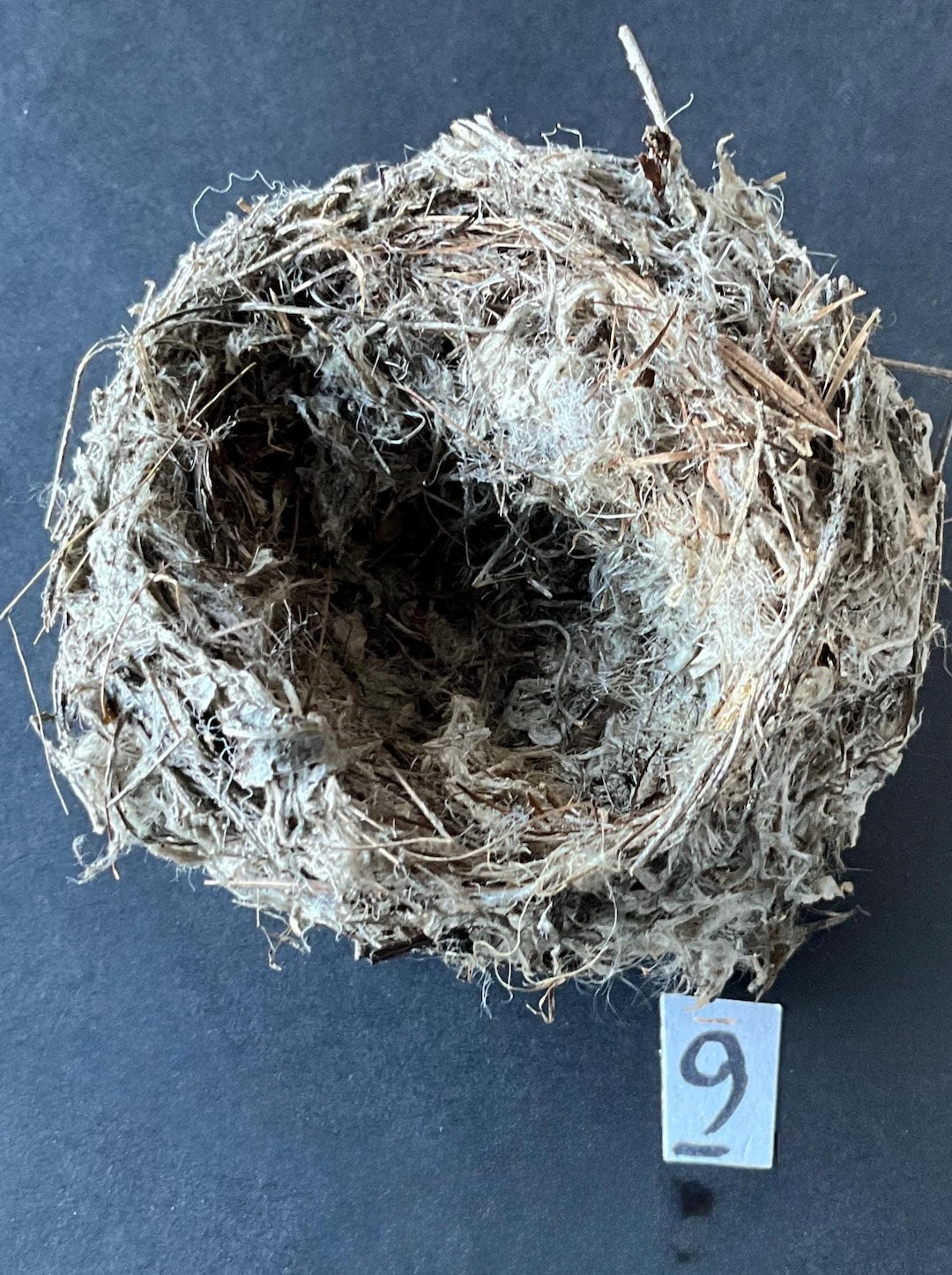 Real Bird Nest - Small Nest, With Weed Fluff and Grasses-#9 - Etsy