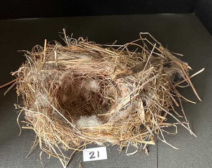 Real Bird Nest Made From Dried Grasses, Sheep Wool 21 - Etsy