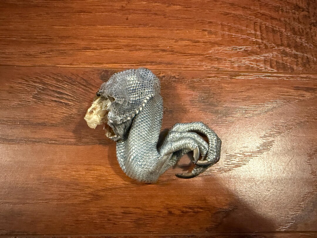 Iguana Rear Leg. - Etsy