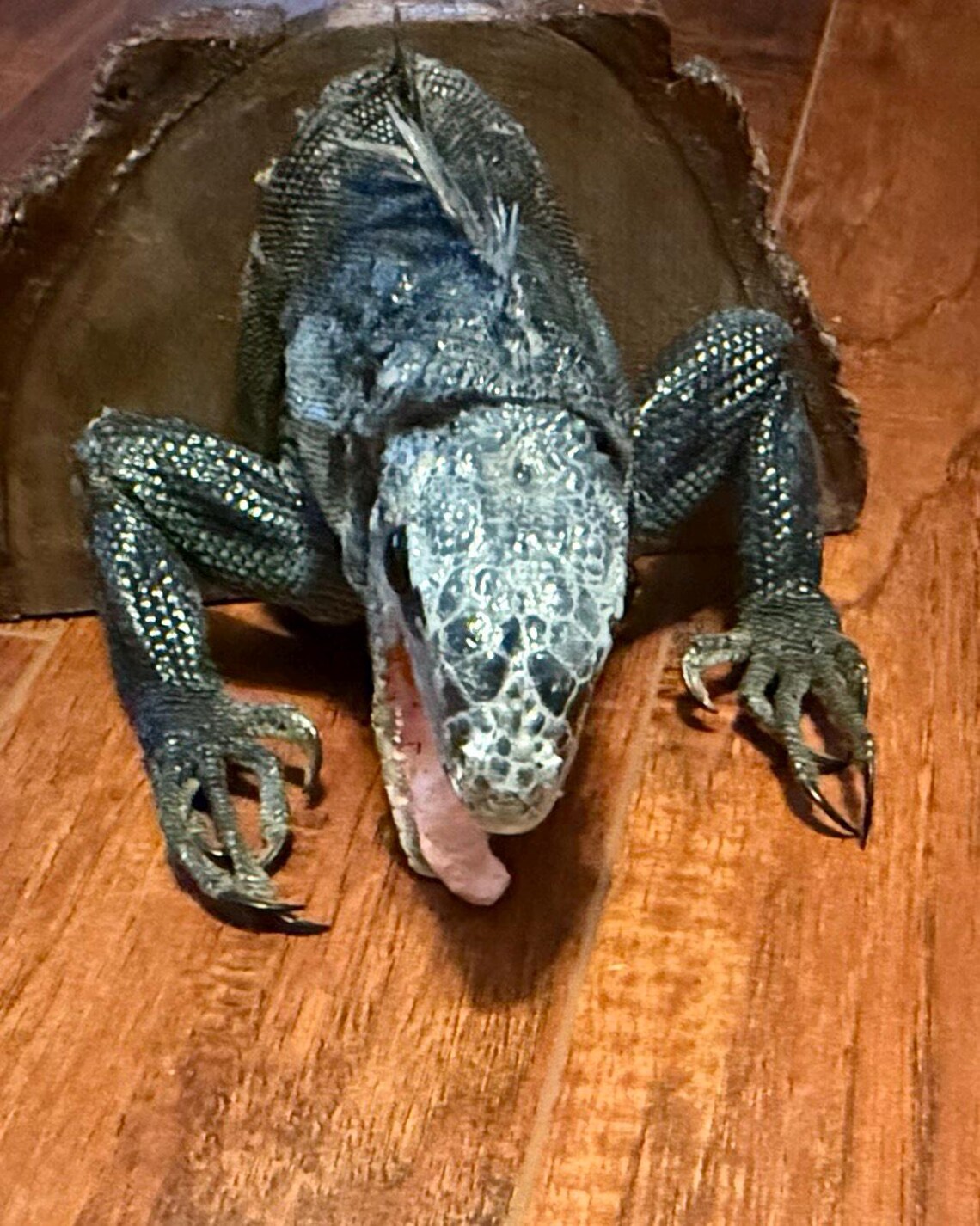 Invasive Iguana Half Mount Taxidermy on Walnut Board With Live Edge - Etsy