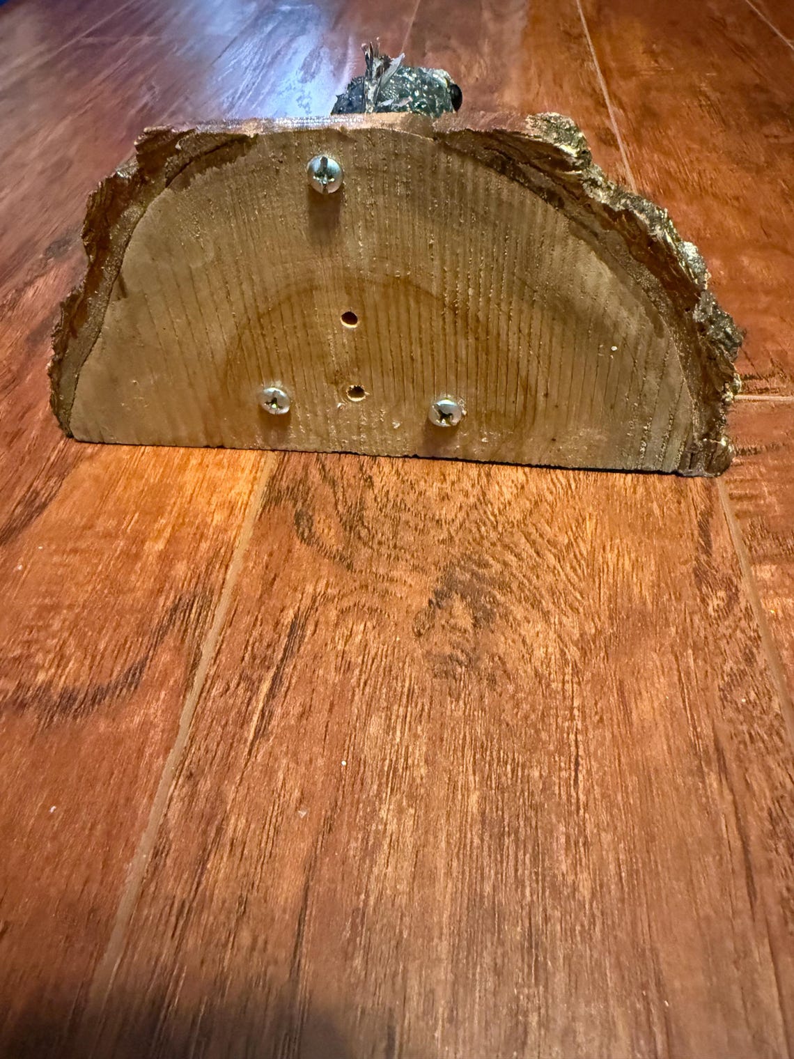 Invasive Iguana Half Mount Taxidermy on Walnut Board With Live Edge - Etsy