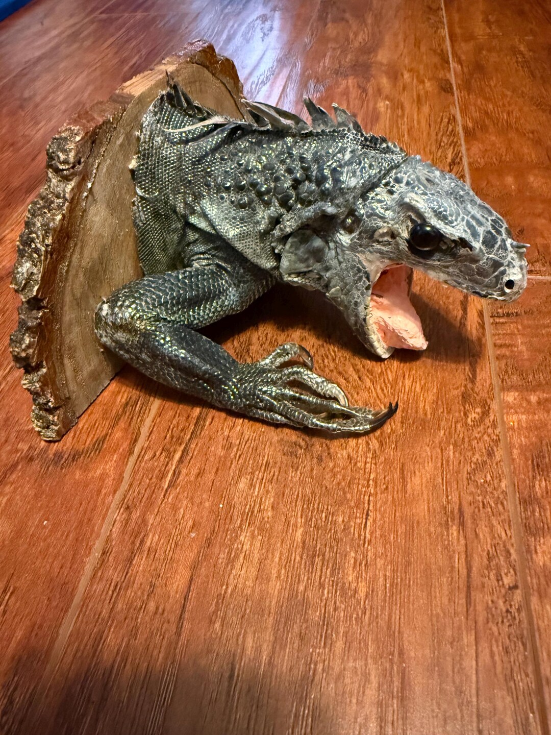 Invasive Iguana Half Mount Taxidermy on Walnut Board With Live Edge - Etsy