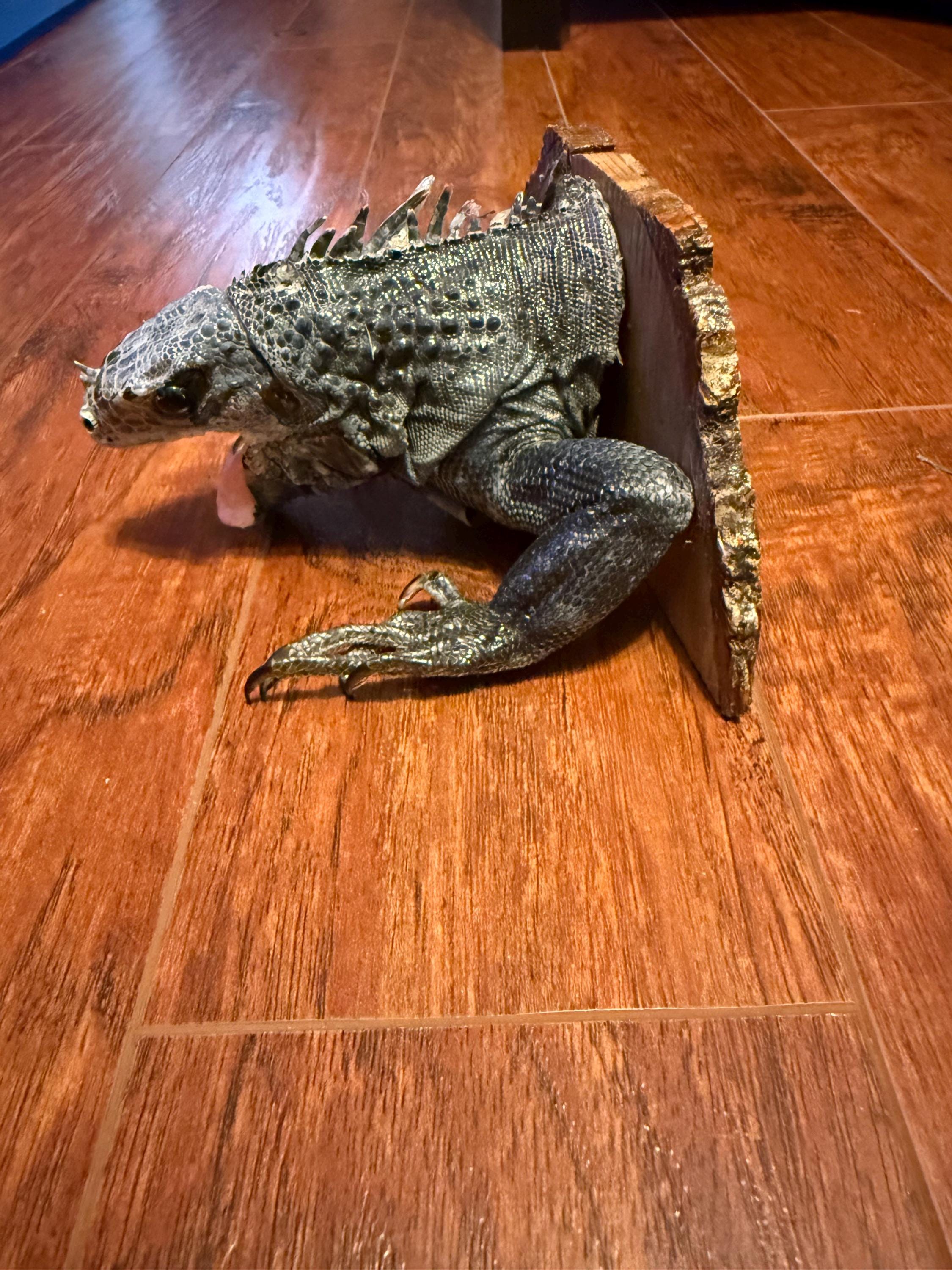 Invasive Iguana Half Mount Taxidermy on Walnut Board With Live Edge - Etsy