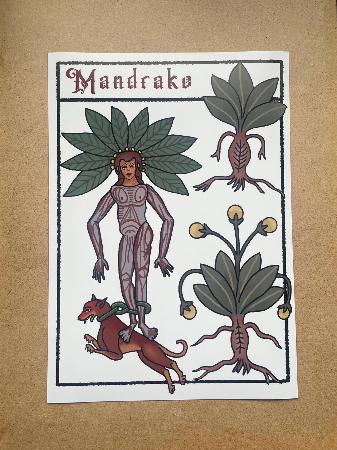 Medieval Mandrake A4 Print | Nature Folk Folkart Folklore Illuminated ...