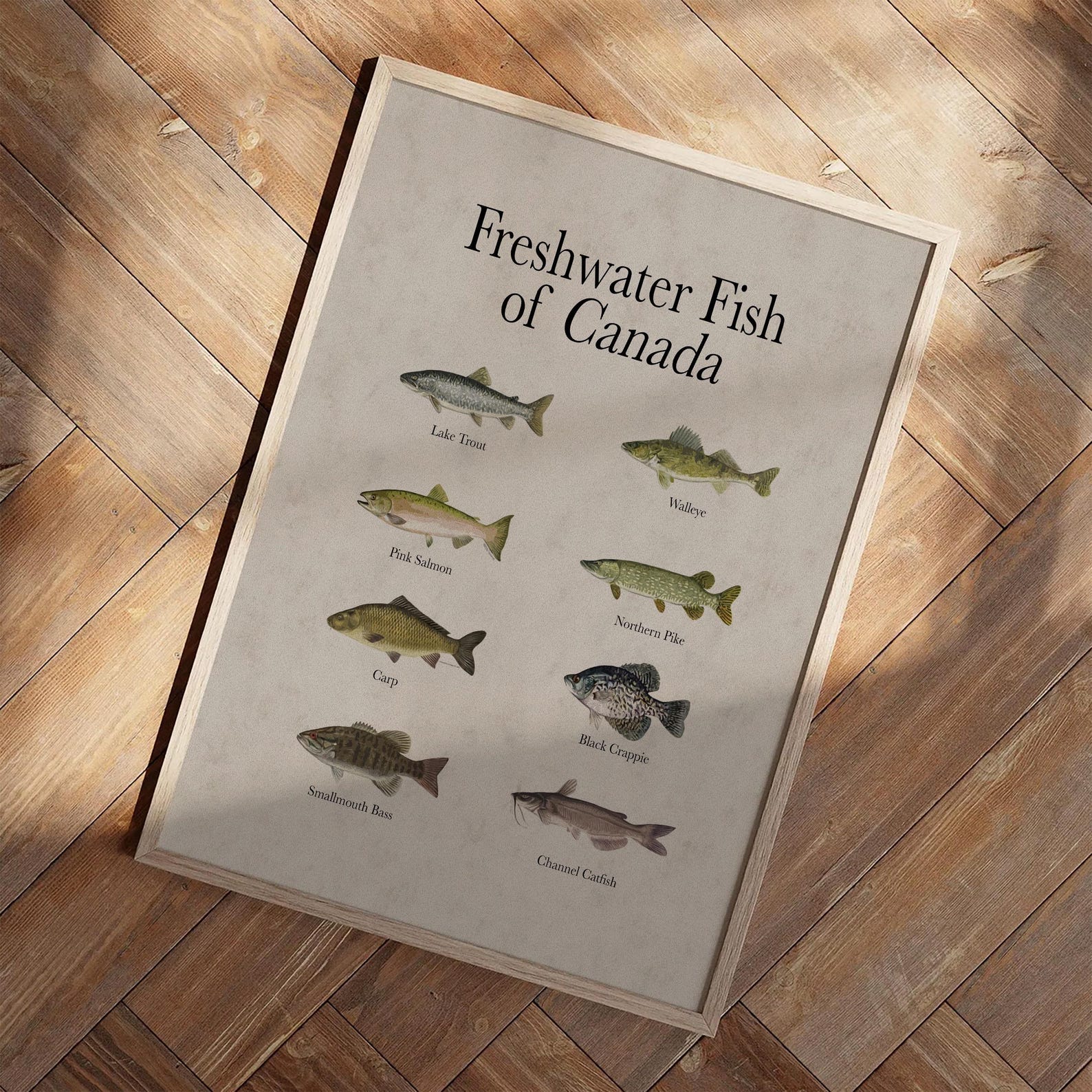 Canadian Freshwater Fish Art Print: Vintage Style Identification Chart ...